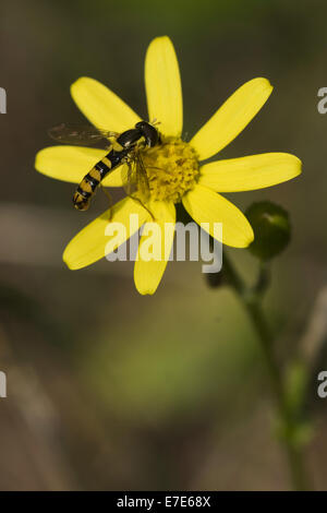 Eastern Groundsel yellow flower, Senecio Vernalis Stock Photo - Alamy