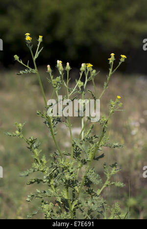 Sticky Groundsel (Senecio viscosus Stock Photo - Alamy