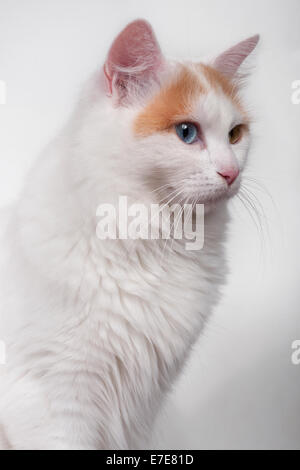 Turkish Van Cat Stock Photo - Alamy