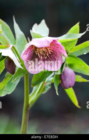 Helleborus foetidus Wester Flisk Group. Stinking hellebore Wester Flisk ...
