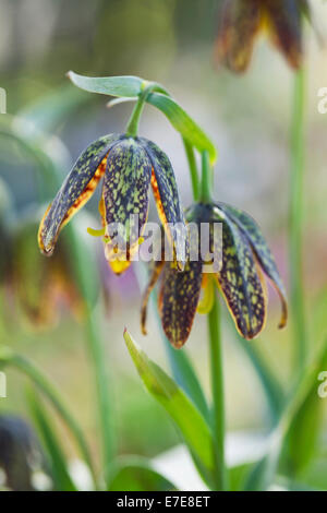 checker lily (Fritillaria affinis Stock Photo - Alamy