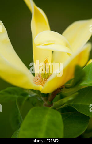 Yellow Magnolia Daphne flower Stock Photo - Alamy