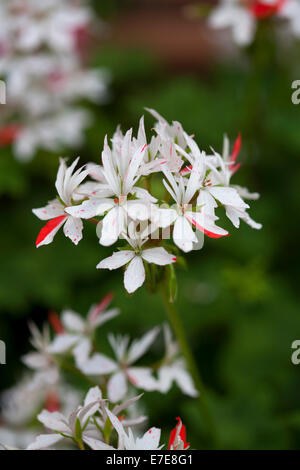 Pelargonium 'Vectis Glitter' Stock Photo - Alamy