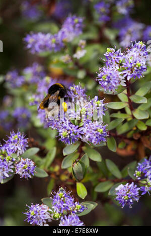 Close up of a purple hebe flower in bloom Stock Photo - Alamy