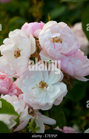 Rose Scarborough Fair Stock Photo - Alamy
