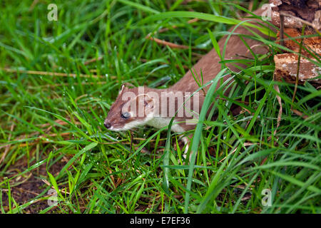 Stoat (Short-tailed weasel) (Mustela erminea, Mount Evans, Colorado ...