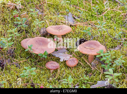 Rufous Milkcap mushrooms (Lactarius rufus Stock Photo - Alamy