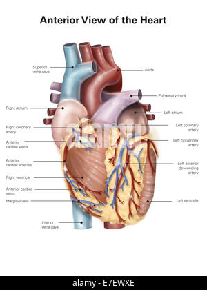 Anterior view of human heart anatomy with annotations Stock Photo - Alamy