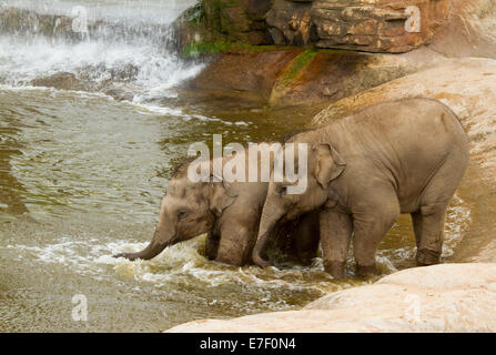 Two young Asian elephants playing in large pool of running water Stock ...