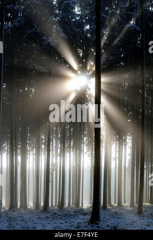Snow-covered winter forest, Horben, Freiamt, Canton Aargau, Switzerland ...