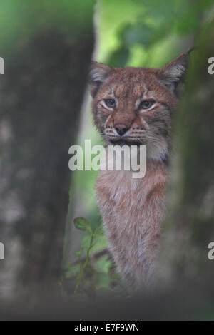 European Lynx, felis lynx, Portrait of Adult against Black Background ...