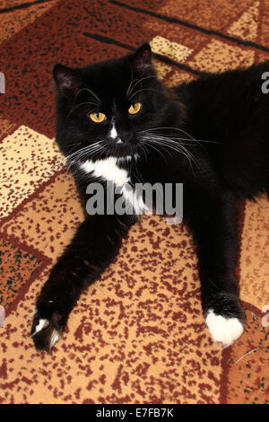 nice black cat lolling about on the carpet Stock Photo - Alamy
