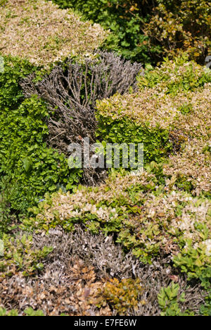 box blight,,buxus,box hedge,damage,damaged,evergreens,shrubs,hedges ...