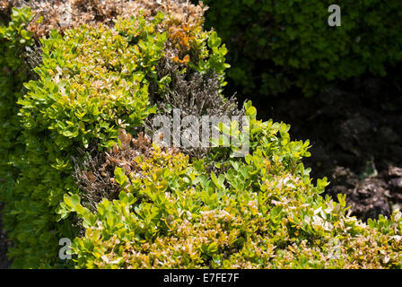 box blight,,buxus,box hedge,damage,damaged,evergreens,shrubs,hedges ...