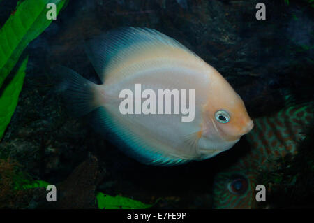 White Diamond Discus cichlid Fish Stock Photo - Alamy