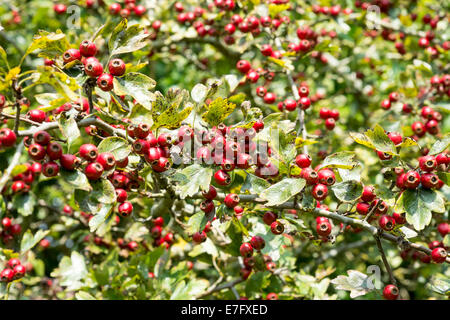 Red Hawthorne tree berries and leaves Stock Photo - Alamy