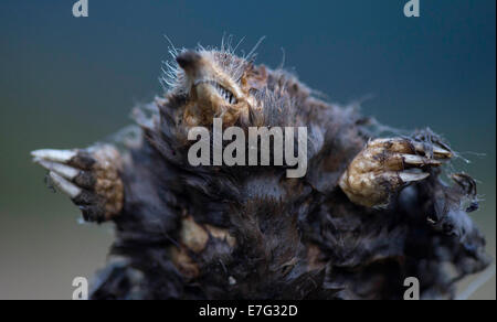 Roseburg, Oregon, USA. 16th Sep, 2014. A dead mole displays a toothy ...