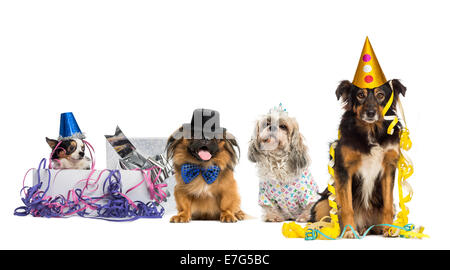 Dogs partying in front of white background Stock Photo - Alamy