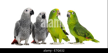 Panama Amazon and Yellow-crowned Amazon parrots pecking, isolated on ...