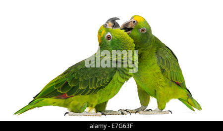 Panama Amazon and Yellow-crowned Amazon pecking, isolated on white ...