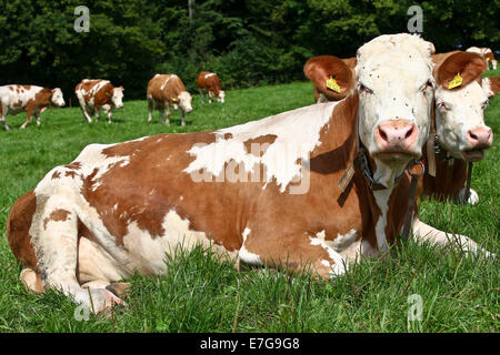 Simmental breed, Simmental cattle on the willow, Berglen, Germany Stock ...