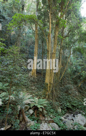 Paradise Falls, Bunya Mountains National Park, Queensland Australia ...