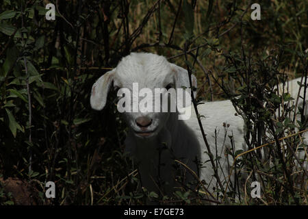 A goat in a farmers pasture in Cotacachi, Ecuador Stock Photo - Alamy