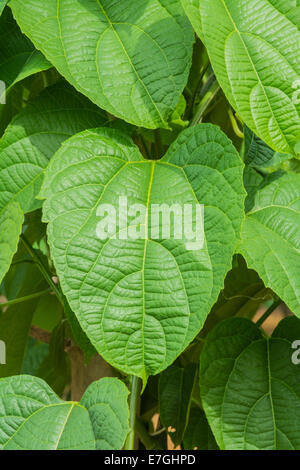 Sacha Inchi (Plukenetia volubilis) / Inca Peanuts plantation in rural ...