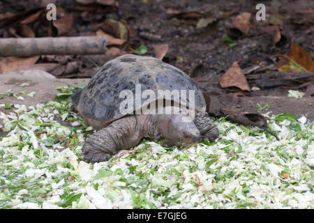 Malaysian giant turtle (Orlitia borneensis), also known as the Bornean ...