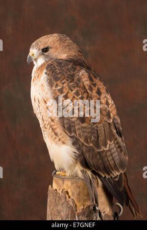 Red Tailed Buzzard Stock Photo - Alamy