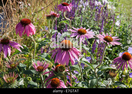 Garden - Maggie's Forest Garden - Echinacea purpurea - Designers ...