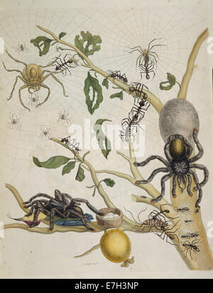 A detailed illustration of arachnids from the work 'Die Arachniden ...