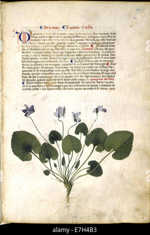An illustration from the medieval botanical manuscript *Tractatus de ...