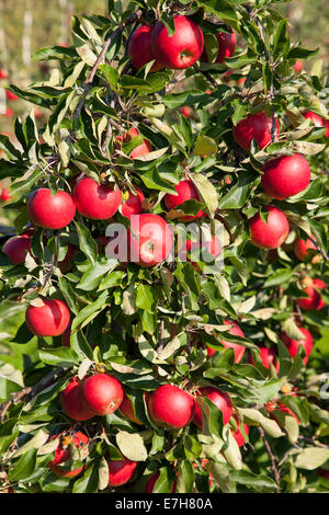 appletree with many red ripe fresh apples Stock Photo - Alamy