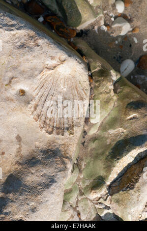 A Fossil Of A Bivalve Shell Stock Photo - Alamy
