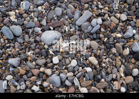 Pebbles and Shells on a Beach in Galloway, Scotland Stock Photo - Alamy
