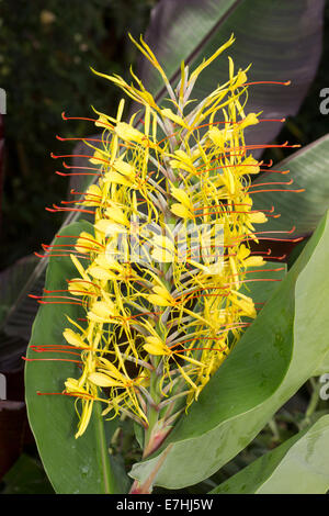 Kahili ginger, Ginger lily (Hedychium gardnerianum), invasive plant ...