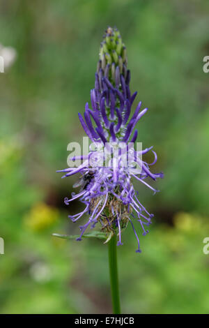 Rampion, Phyteuma scorzonerifolium, Alps, France Stock Photo - Alamy