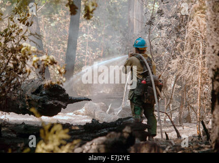 Hot shot crews spray water on embers from the Happy Camp Complex Fire ...