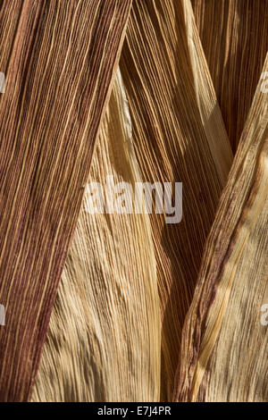 dried corn husk Stock Photo - Alamy