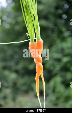 Two carrots twisted together Stock Photo - Alamy