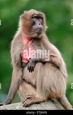 Gelada (Theropithecus gelada), female, native to Ethiopia, captive ...