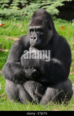 Gorilla, adult male silverback, full body, standing with knuckles on ...