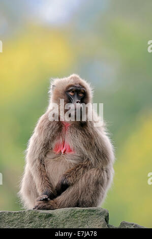 Gelada (Theropithecus gelada), female, native to Ethiopia, captive ...