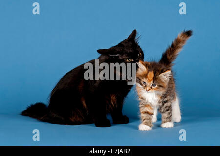 Siberian Cat, kitten, 7 weeks Stock Photo - Alamy