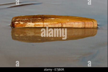 Shell of a Sword Razor Clam (Ensis ensis), Amrum, North Frisian Islands ...