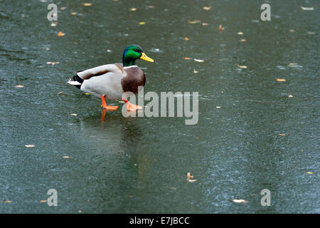 mallard (Anas platyrhynchos), drake walking in the snow, side view ...