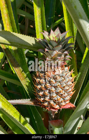 Close-up of a pineapple (Ananas sp.) plant. The shape of the fruit and ...