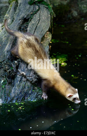Polecat, animal, marten-like, polecats, European polecat, predator ...