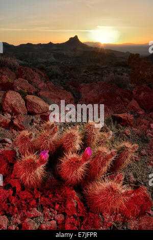 USA, Arizona, route 66, cactus by the roadside Stock Photo - Alamy